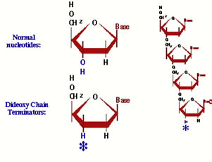Hydroxyl Group Dna