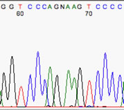 Interpretation of Sequencing Chromatograms