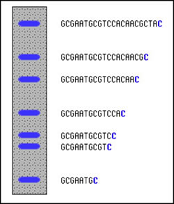 How DNA Sequencing Works