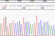 Interpretation of Sequencing Chromatograms