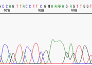 Interpretation of Sequencing Chromatograms