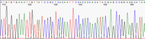 Interpretation of Sequencing Chromatograms